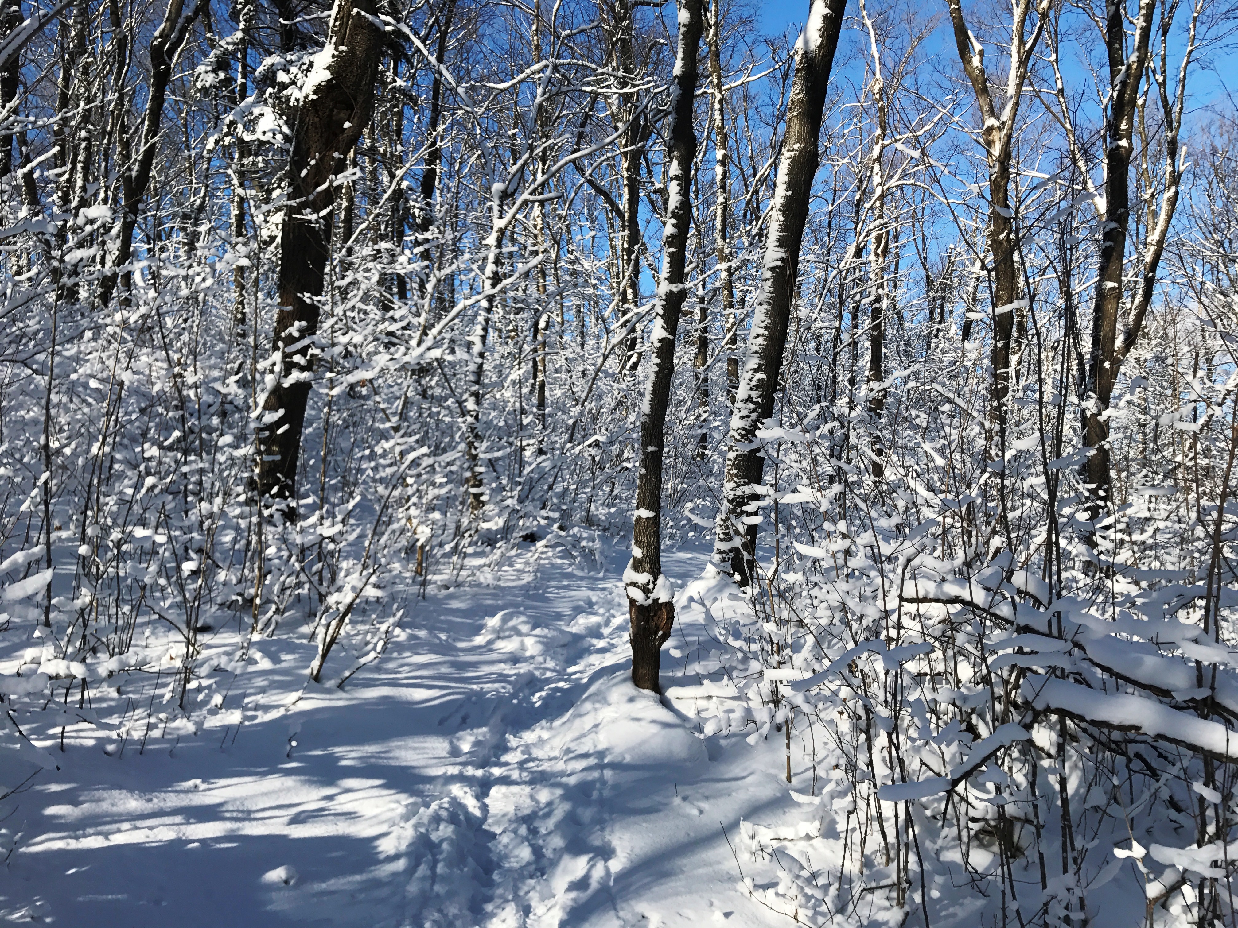 Snow In The Woods Minnesota